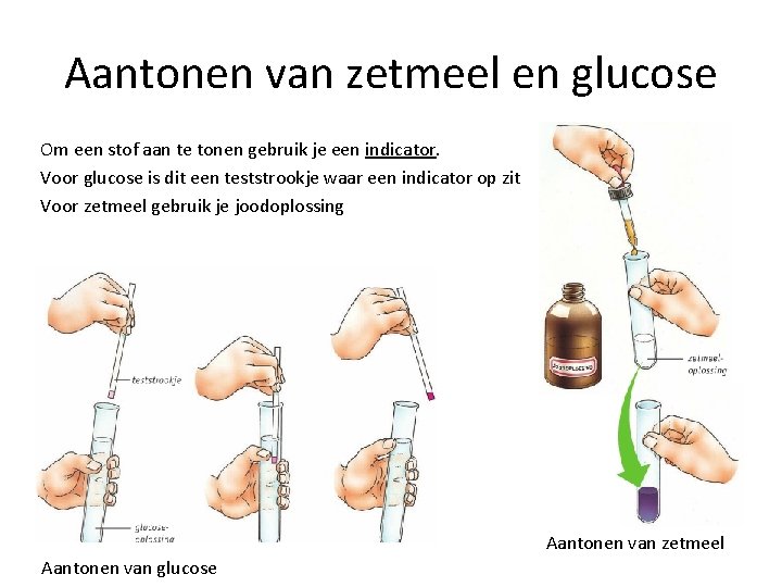 Voeding en vertering 4 VMBO GT Voedselproductie door