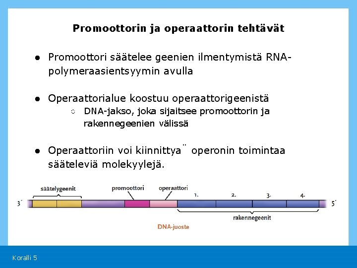 Luku 2 Bakteerisolun toiminta Koralli 5 Yleist bakteereista