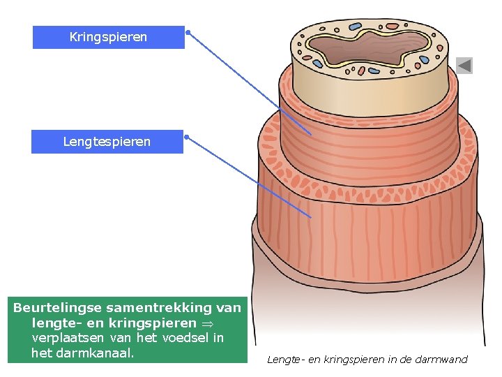 Spierwerking als reactie op prikkels Spierwerking in samenwerking