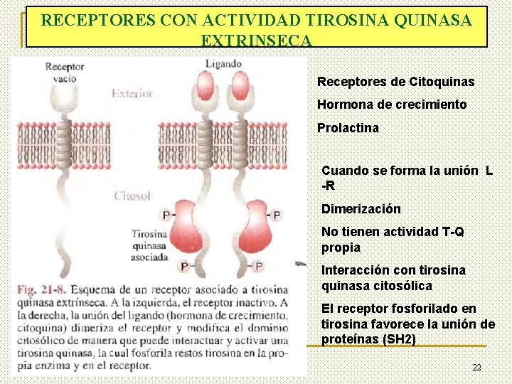 RECEPTORES Caractersticas generales Localizacin Mecanismo de accin ...