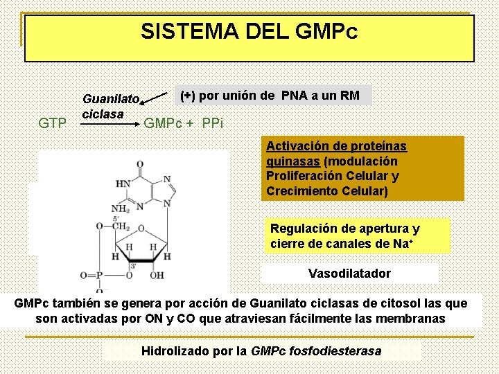 RECEPTORES Caractersticas generales Localizacin Mecanismo de accin ...