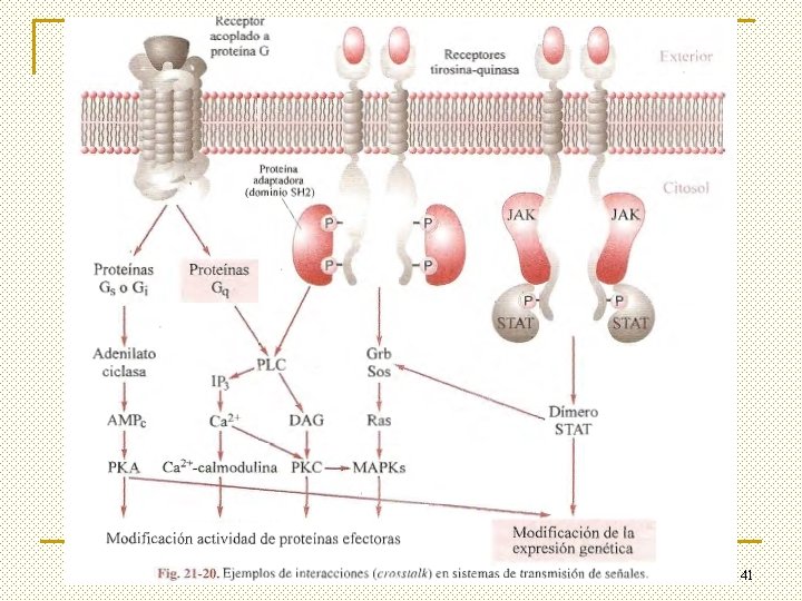 RECEPTORES Caractersticas generales Localizacin Mecanismo de accin ...