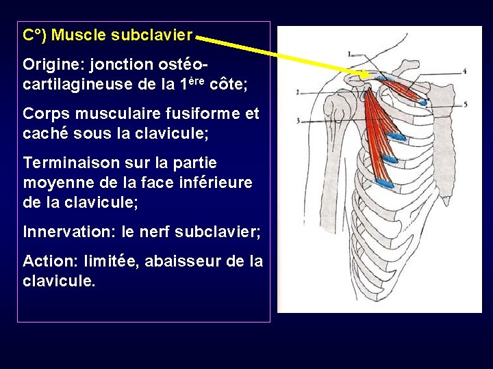 Myologie du membre suprieur Professeur M Faye Orthopdie
