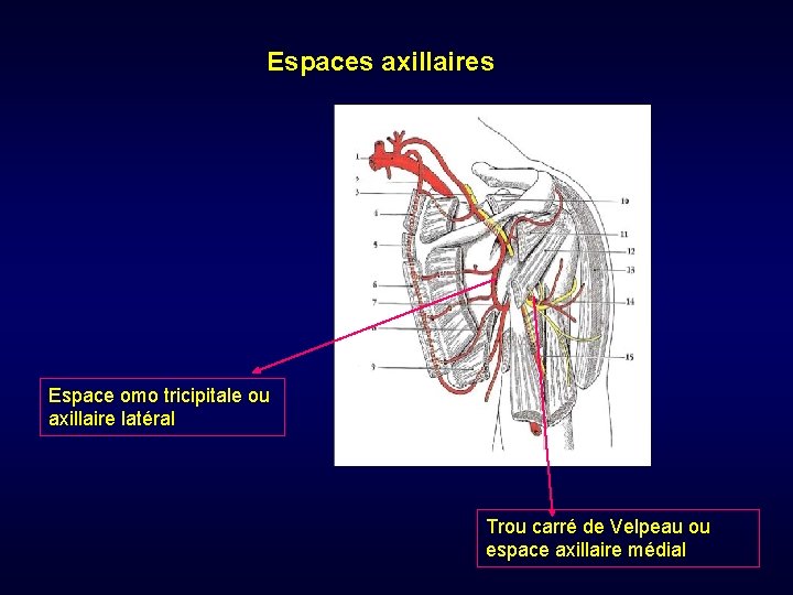 Myologie du membre suprieur Professeur M Faye Orthopdie