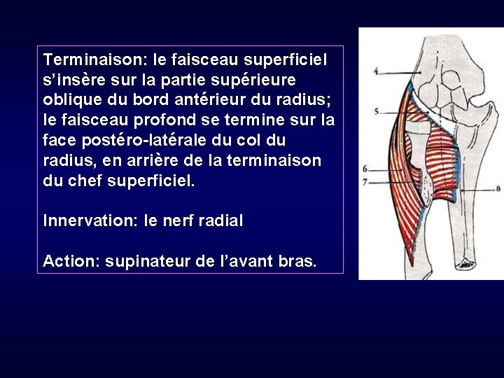 Myologie du membre suprieur Professeur M Faye Orthopdie