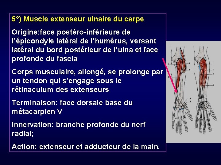 Myologie du membre suprieur Professeur M Faye Orthopdie