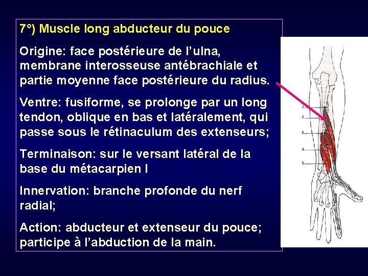 Myologie du membre suprieur Professeur M Faye Orthopdie