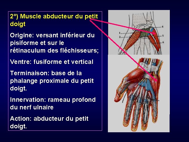 Myologie du membre suprieur Professeur M Faye Orthopdie