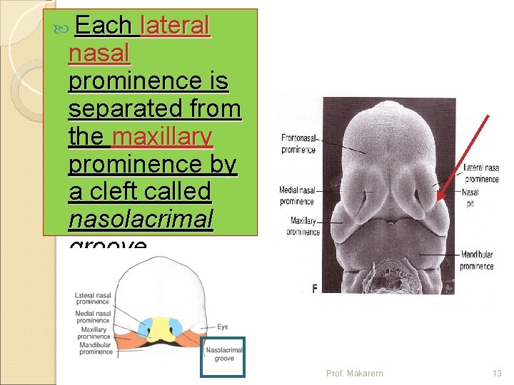 DEVELOPMENT OF FACE NOSE AND PALATE By Prof