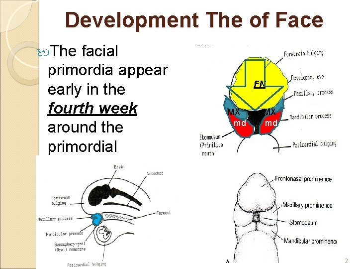 DEVELOPMENT OF FACE NOSE AND PALATE By Prof