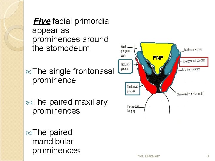 DEVELOPMENT OF FACE NOSE AND PALATE By Prof