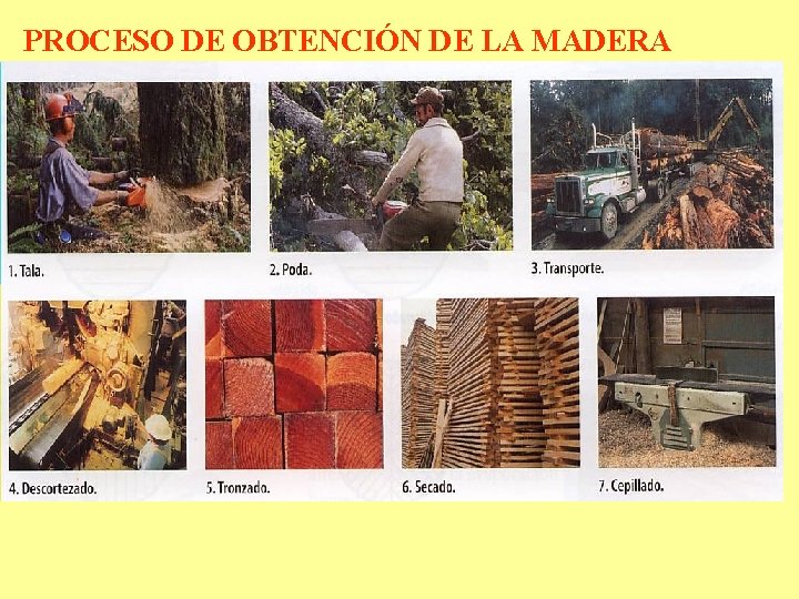NATURALEZA DE LA MADERA PROCESO DE OBTENCIN DE