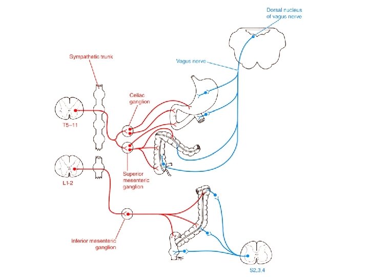 A gerincvel reflexei 2 Proprioceptv s nociceptv reflexv