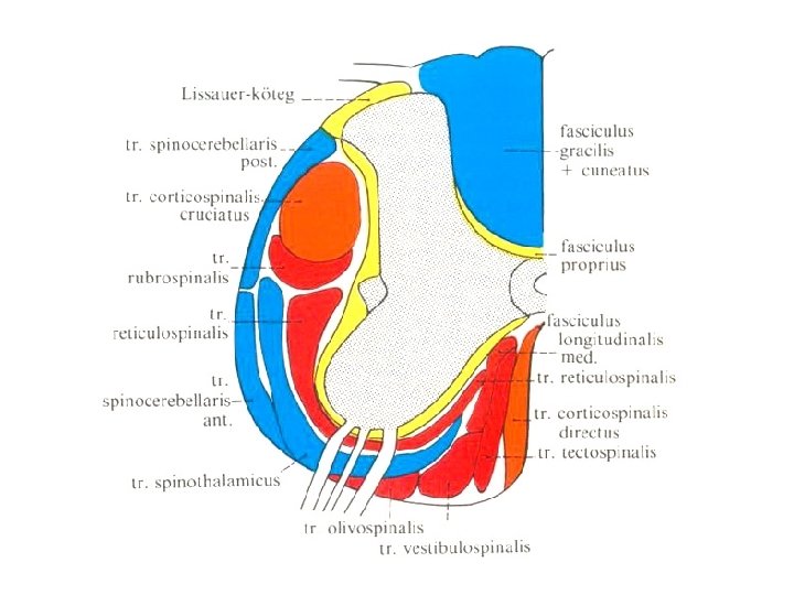 A gerincvel reflexei 2 Proprioceptv s nociceptv reflexv