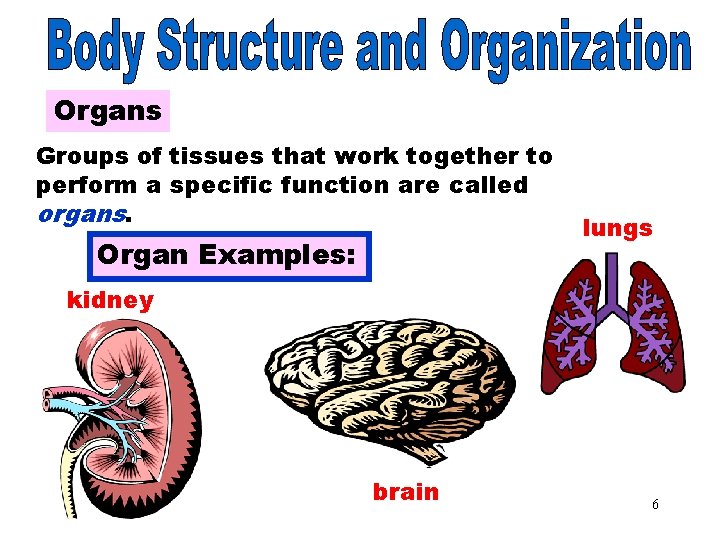 Body Structure 1 Objectives After studying this chapter