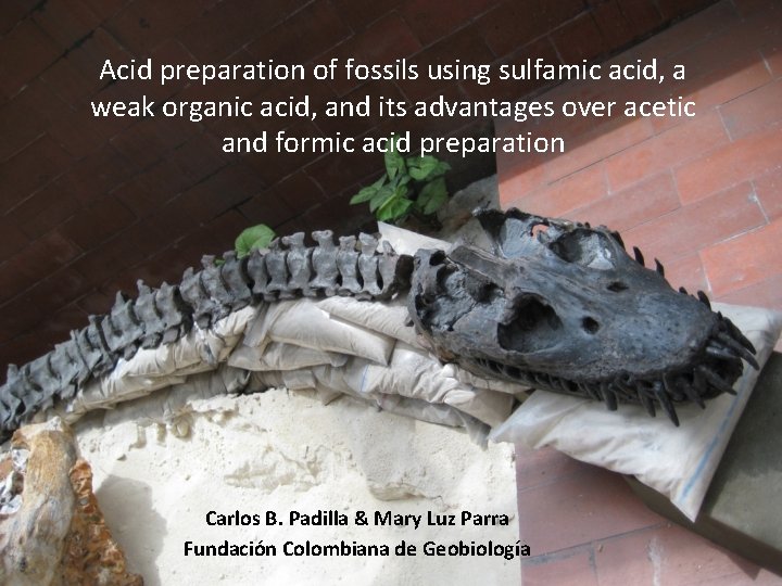 Acid preparation of fossils using sulfamic acid a