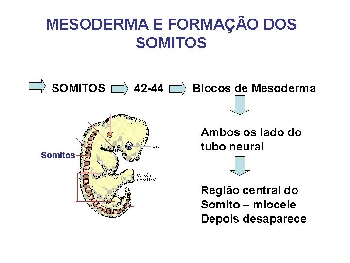 III SEMANA DE DESENVOLVIMENTO EMBRIONRIO E MALFORMAES FINAL
