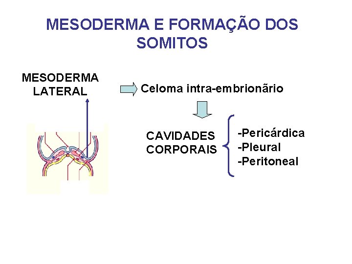 III SEMANA DE DESENVOLVIMENTO EMBRIONRIO E MALFORMAES FINAL