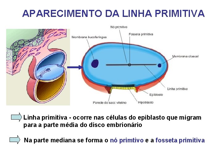 III SEMANA DE DESENVOLVIMENTO EMBRIONRIO E MALFORMAES FINAL