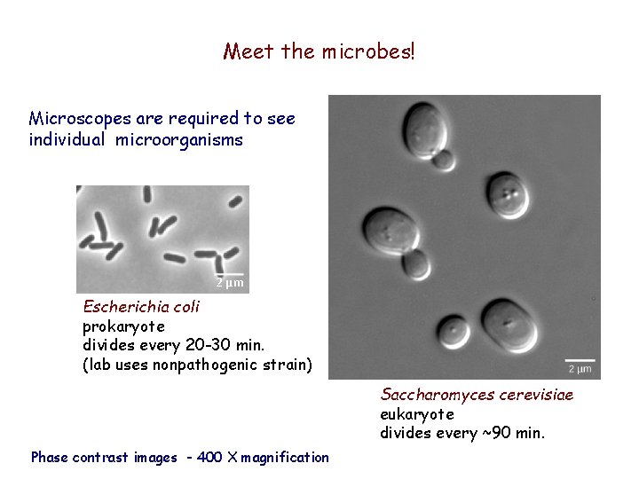 Meet the microbes Microscopes are required to see
