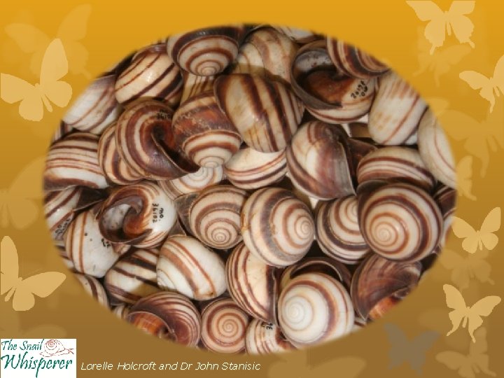 The Life Cycle of Snails Semi Slugs and