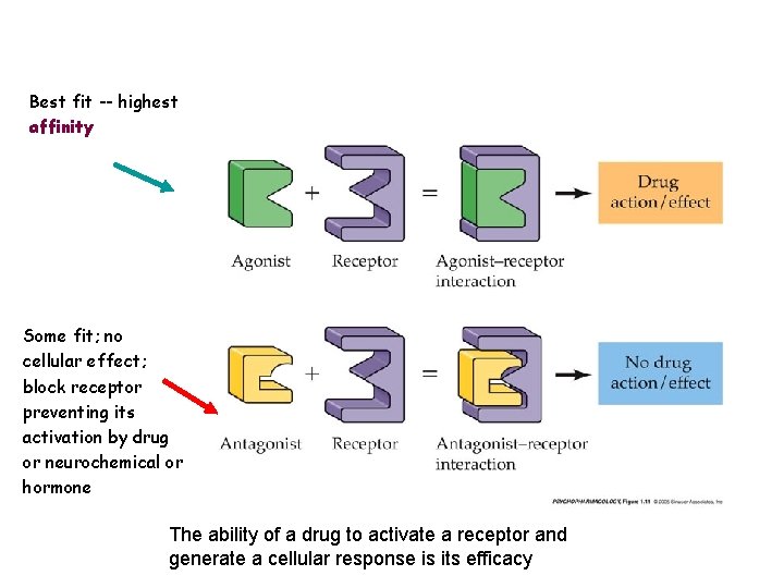 DRUG RECEPTORS AND PHARMACODYNAMICS PAUL EHRLICH 1845 1945