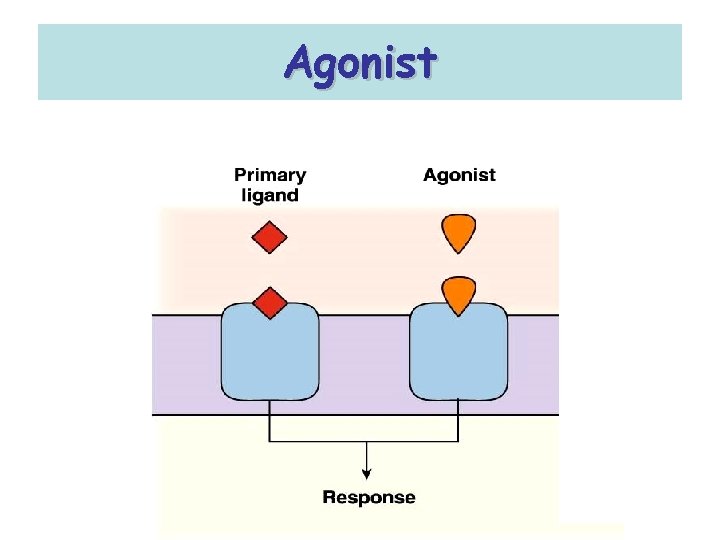 DRUG RECEPTORS AND PHARMACODYNAMICS PAUL EHRLICH 1845 1945