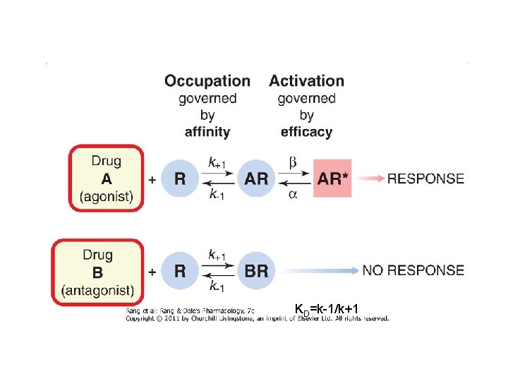 DRUG RECEPTORS AND PHARMACODYNAMICS PAUL EHRLICH 1845 1945