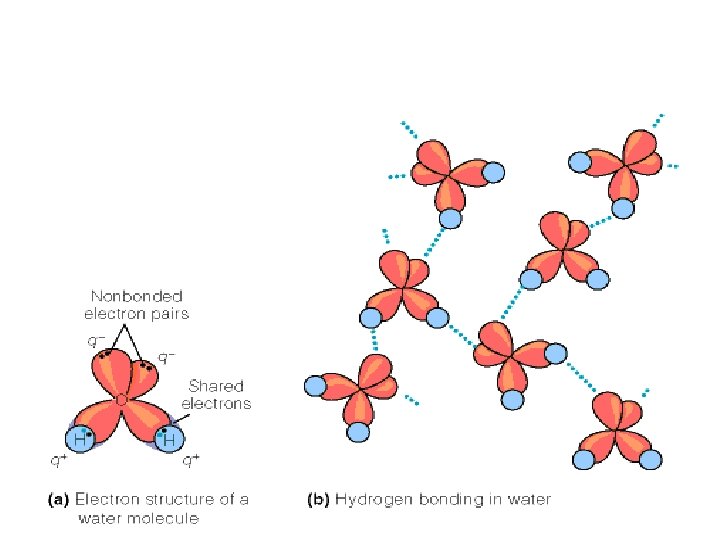 DRUG RECEPTORS AND PHARMACODYNAMICS PAUL EHRLICH 1845 1945