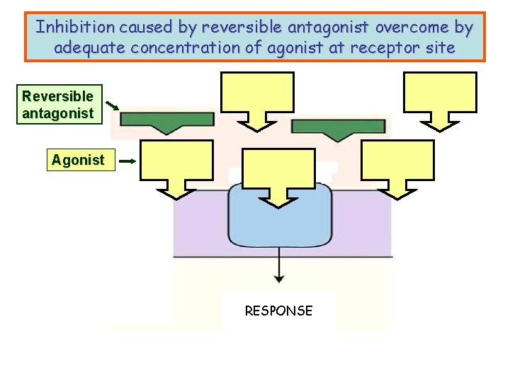 DRUG RECEPTORS AND PHARMACODYNAMICS PAUL EHRLICH 1845 1945