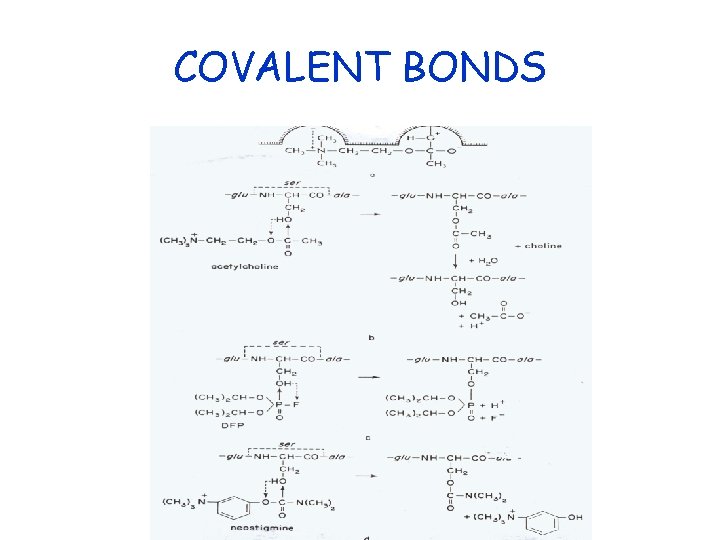 DRUG RECEPTORS AND PHARMACODYNAMICS PAUL EHRLICH 1845 1945