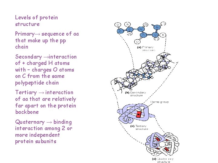 DRUG RECEPTORS AND PHARMACODYNAMICS PAUL EHRLICH 1845 1945