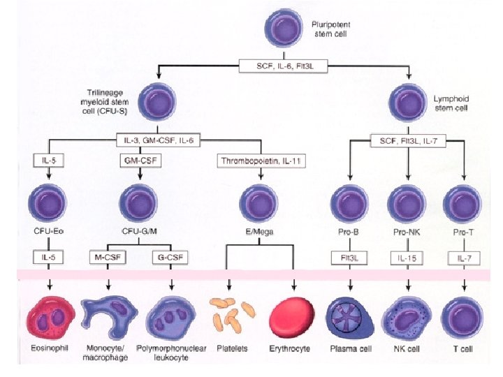 HEMATOPOIESIS dr Sri Lestari Sulistyo Rini MSc Hematopoiesis