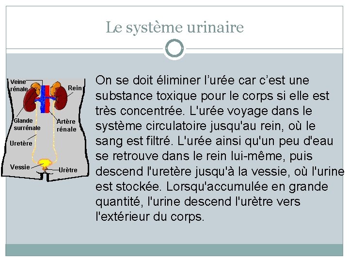 Les 6 systmes du corps humain SCIENCES 8