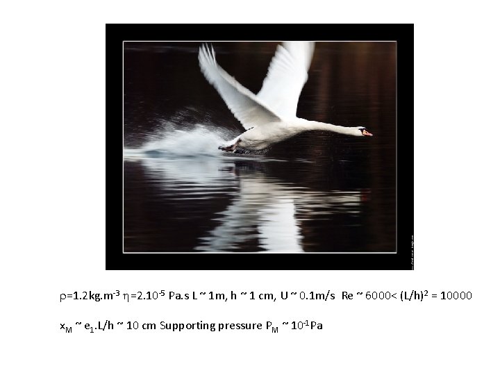 Biological fluid mechanics at the micro and nanoscale