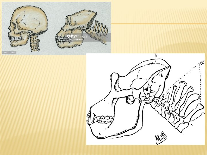 An Introduction to Primate Morphology PONGIDS V HOMINIDS