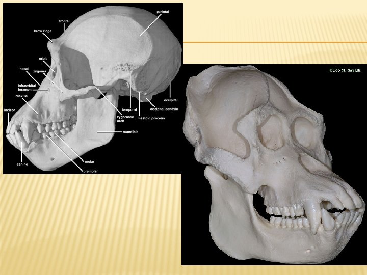 An Introduction to Primate Morphology PONGIDS V HOMINIDS