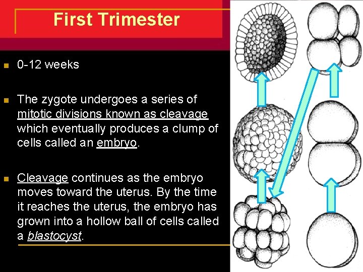 Human Life Stages Pre Fertilization n Egg cells