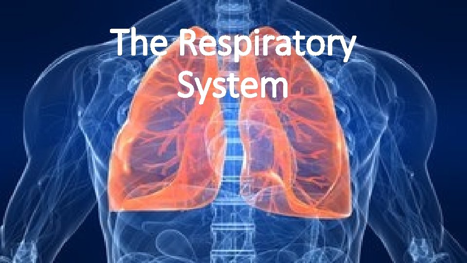 The Respiratory System A Functions 1 Smell receptor