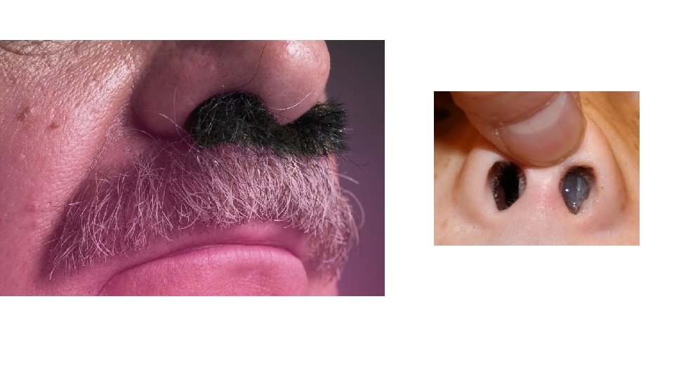 The Respiratory System A Functions 1 Smell receptor