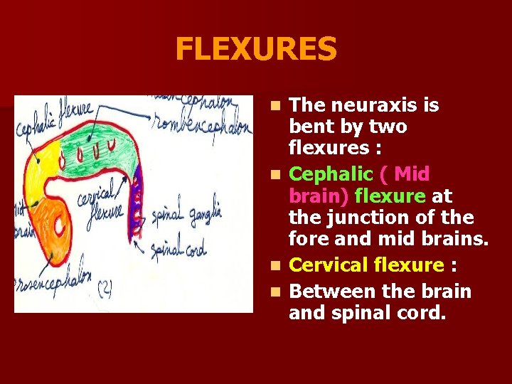 SECOND WEEK Differentiation of the embryo into three