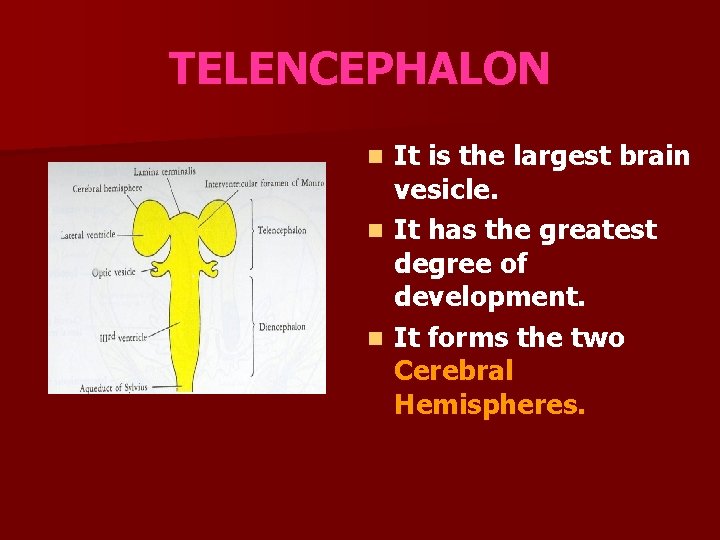 SECOND WEEK Differentiation of the embryo into three