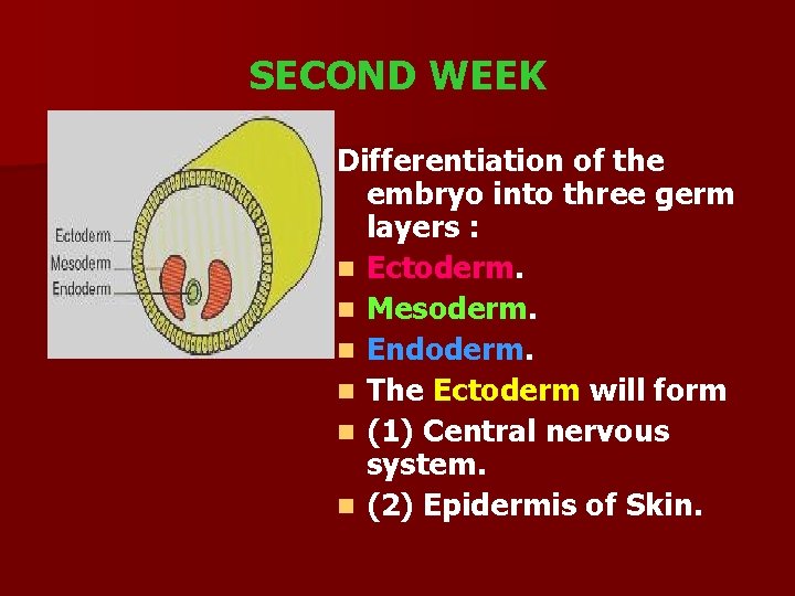 SECOND WEEK Differentiation of the embryo into three