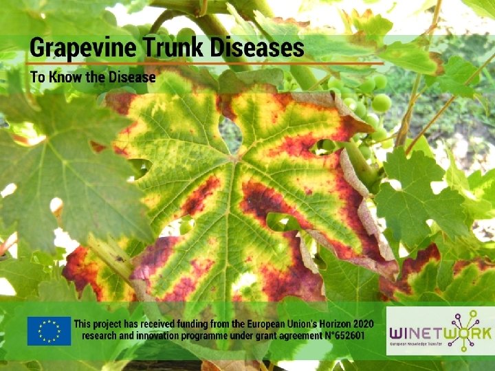 Grapevine Trunk Diseases What are they GTDs are