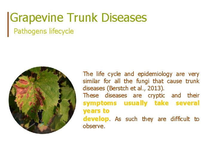 Grapevine Trunk Diseases What are they GTDs are