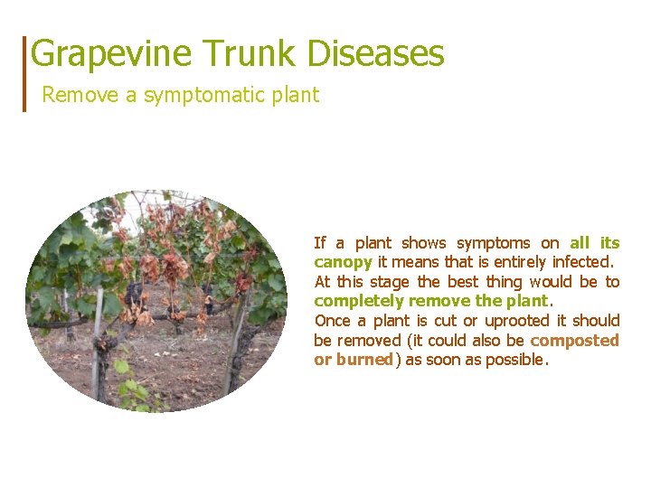 Grapevine Trunk Diseases What are they GTDs are