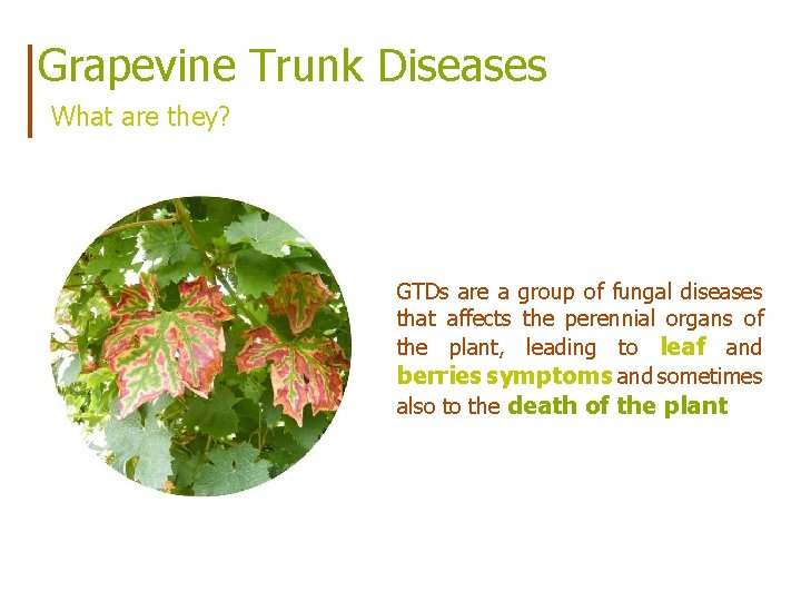 Grapevine Trunk Diseases What are they GTDs are