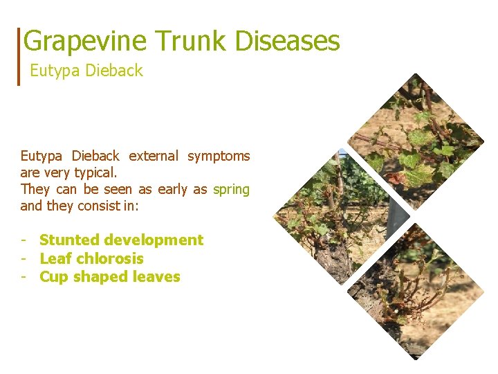 Grapevine Trunk Diseases What are they GTDs are