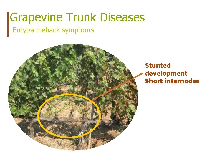 Grapevine Trunk Diseases What are they GTDs are