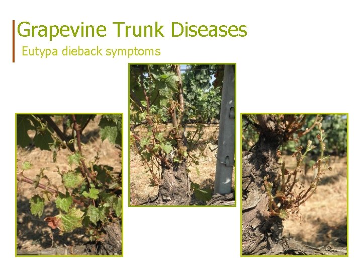 Grapevine Trunk Diseases What are they GTDs are